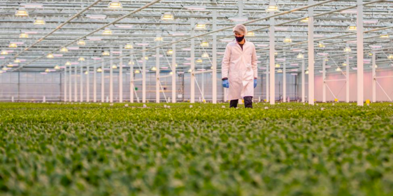 Pure Green Farms Lands West Coast Investment - AgriNovus Indiana