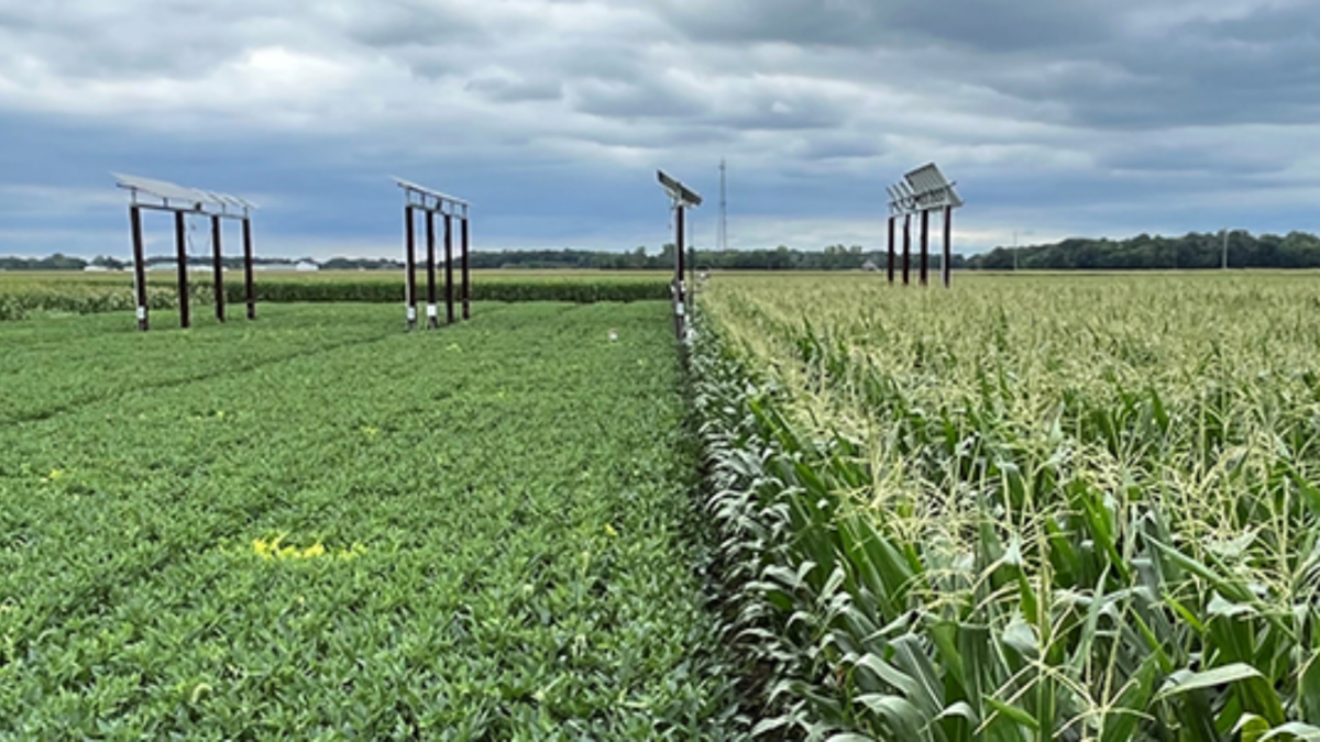 Purdue Agrivoltaic Farming Structures, Software Harvest Solar Power ...
