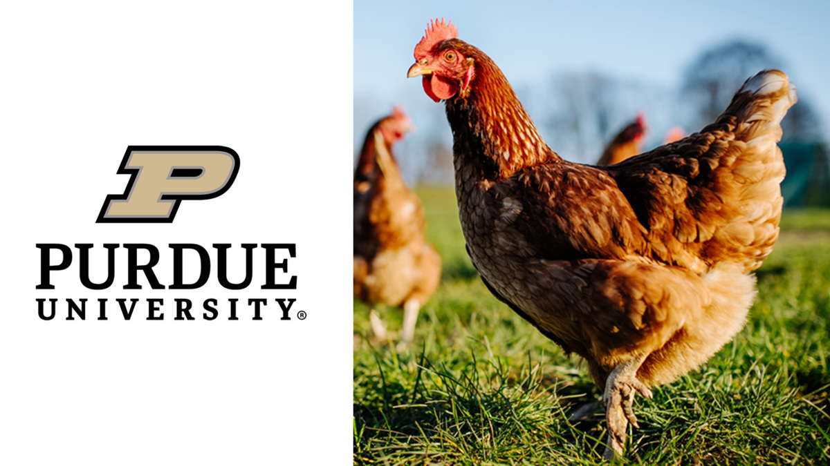 Purdue animal sciences researchers develop antibiotic-free treatment ...